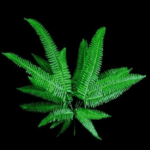 Australia Archives | Buy Bulk Australian Greens | US Greens
