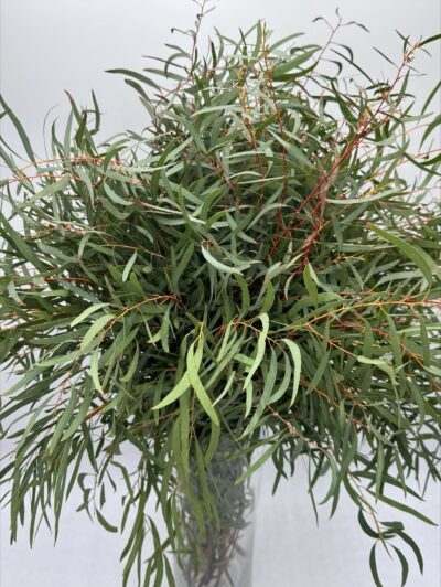 California Wholesale Floral Greens Distributors | US Greens