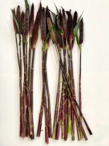 Order Majestic Millet | Buy Wholesale Greenery | US Greens