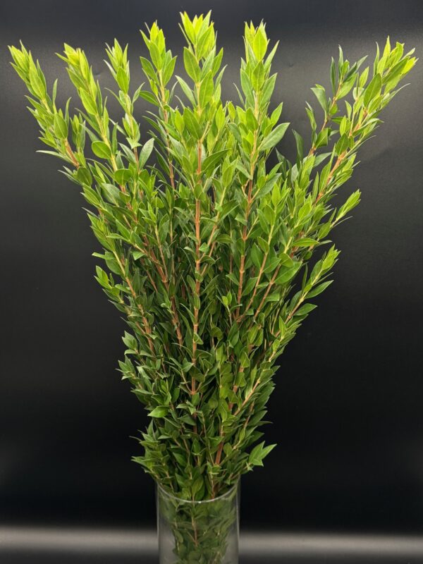Order Myrtle | Buy Premium Wholesale Greenery | US Greens