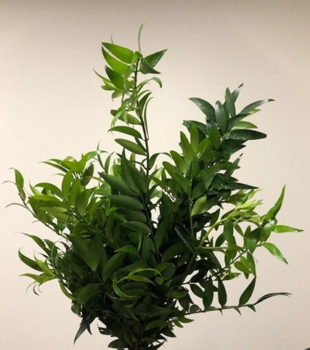 Buy Nagi Foliage Online | Unique Greenery | US Greens