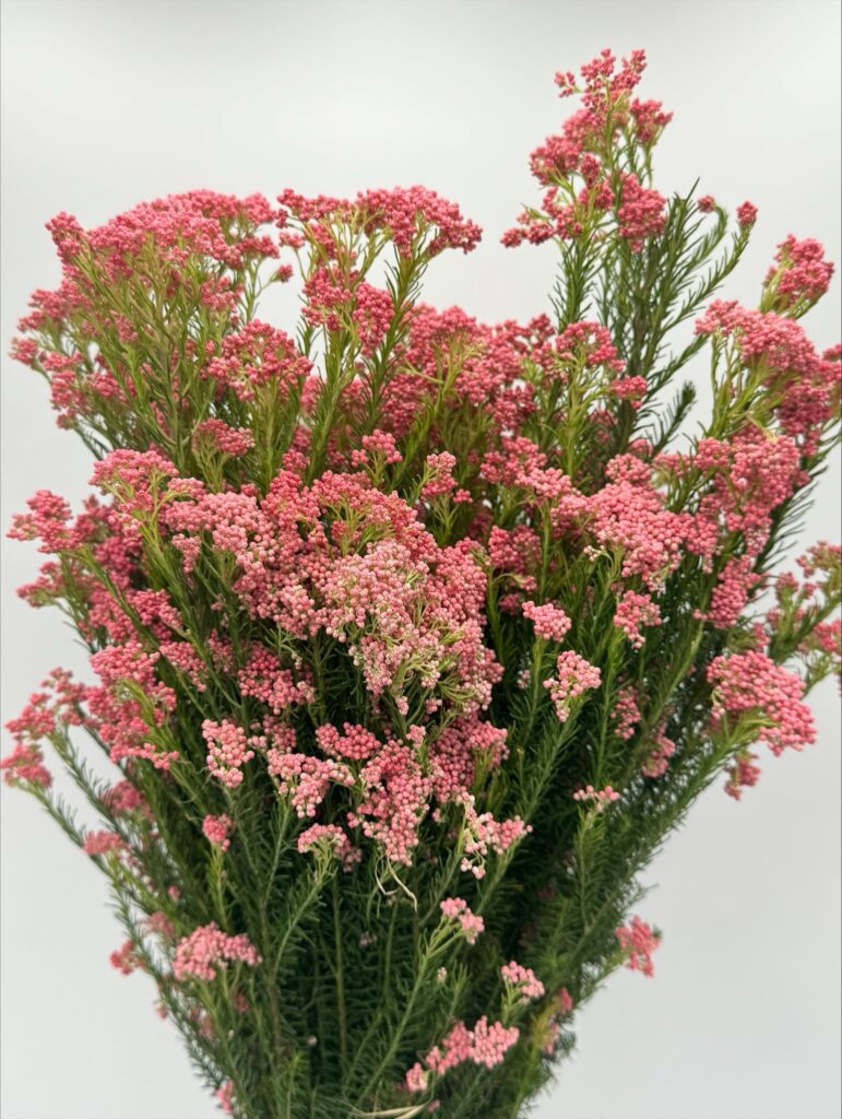 Order Rice Flower | Buy Wholesale Greenery | US Greens