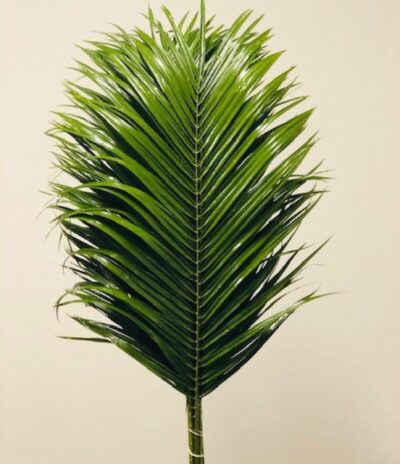 Buy Robellini Palm | Order Wholesale Foliage | US Greens