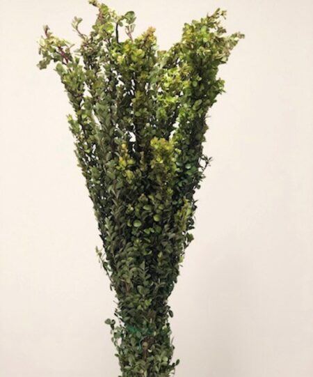 Buy African Boxwood Cali | Wholesale Greenery | US Greens