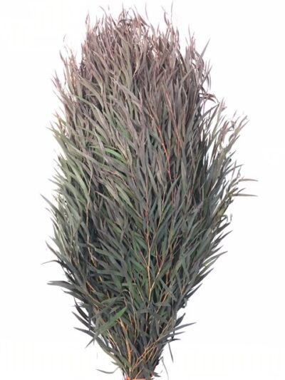 Order Agonis | Buy Wholesale California Greenery | US Greens