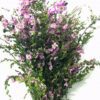 California Wholesale Floral Greens Distributors - Best Selection