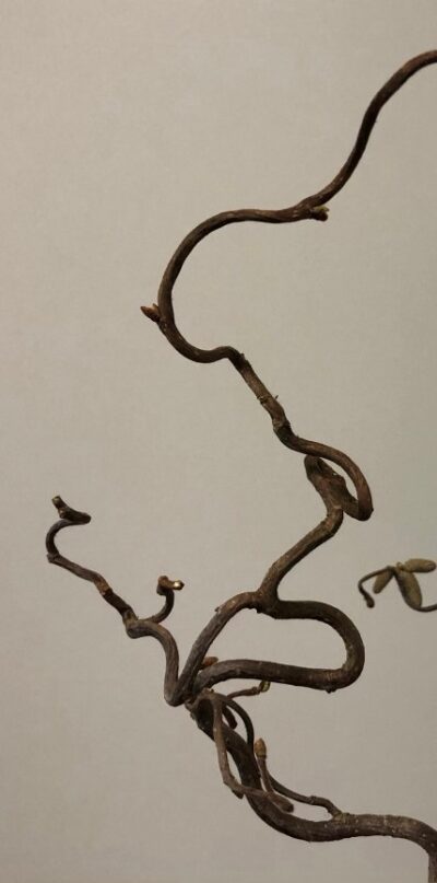 contorted filbert western - US Greens