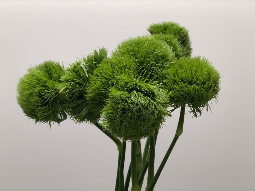 Order Dianthus Greenball | Buy Wholesale Now | US Greens