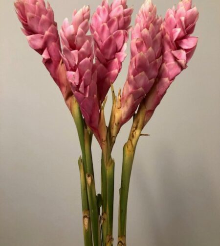 Buy Ginger Pink Flower | Exquisite Pink Ginger | US Greens
