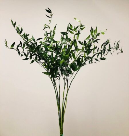 Buy Italian Ruscus | Premium Floral Foliage | US Greens