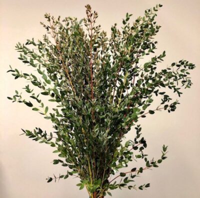 Buy Parvifolia Eucalyptus | Get Wholesale Greens | US greens