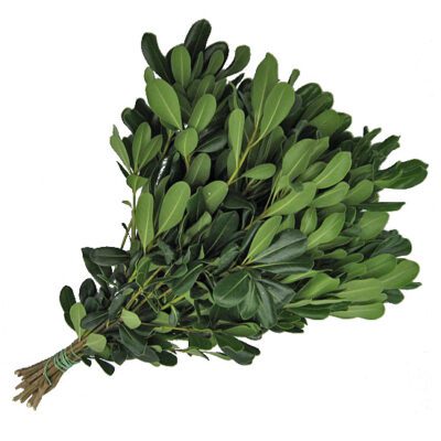 Pittosporum Green | Wholesale Foliage for Floral | US Greens