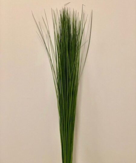 Buy Steel Grass Bulk | Elegant Australian Greens | US Greens