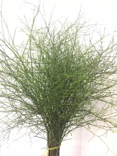 Premium Sweet Huck | Bulk Versatile Greenery | US Greens