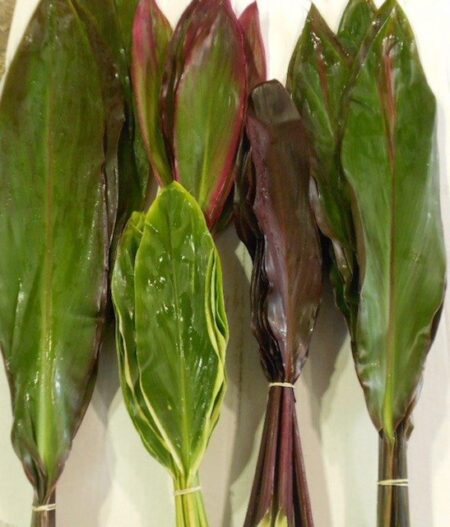 Order Assorted Ti Leaves | Get Bulk Greenery Now | US Greens