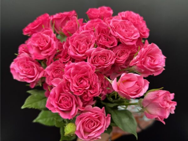 Spray Roses - US Greens